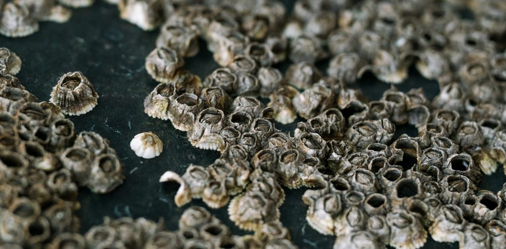 Stone Living Lab Announces Partnership with 2021 Earthshot Prize ...